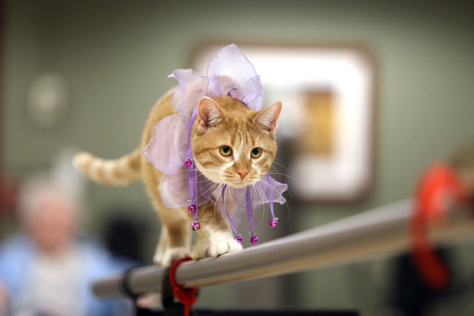 Mia The Therapy Cat