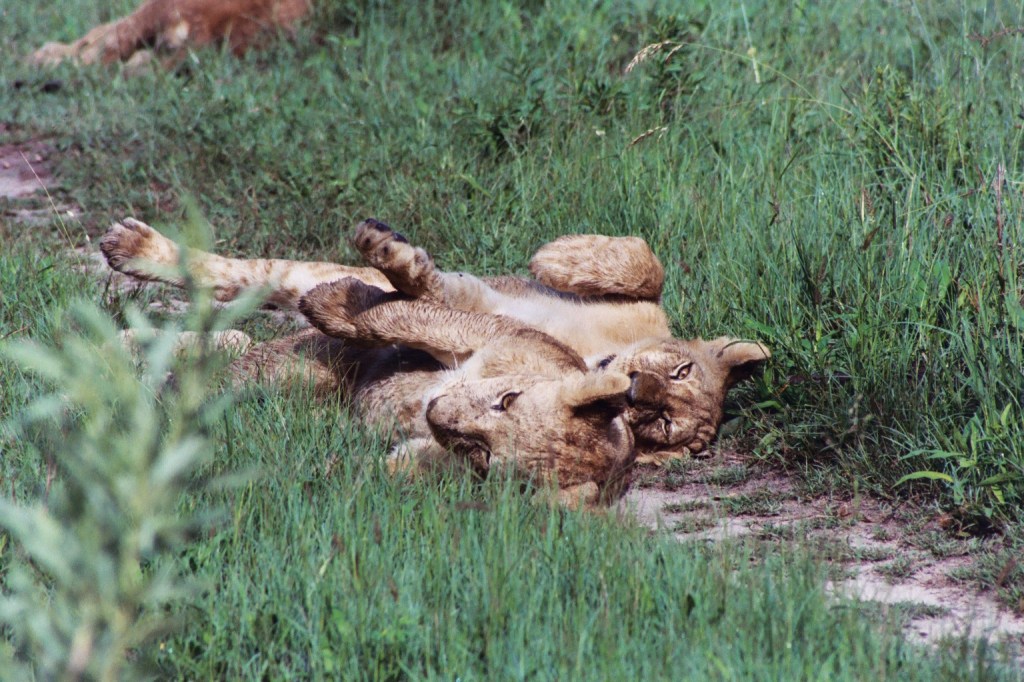 Throwback Thursday Lion Around