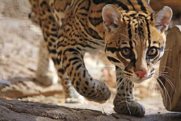 ocelot supercat