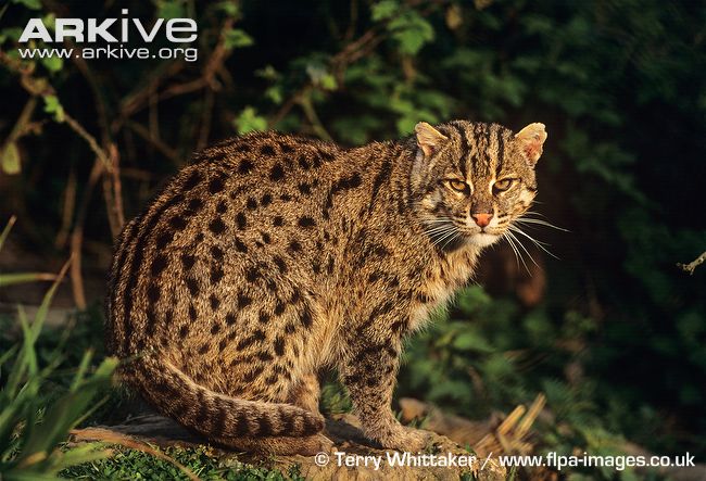 The Mighty Coastal Cat