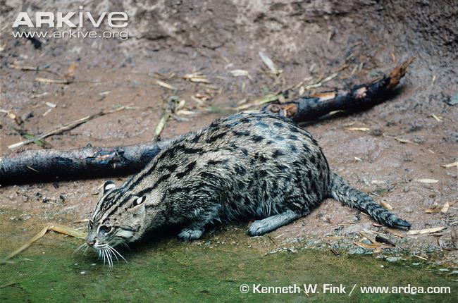 The Mighty Coastal Cat