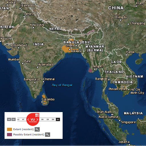 The Mighty Coastal Cat