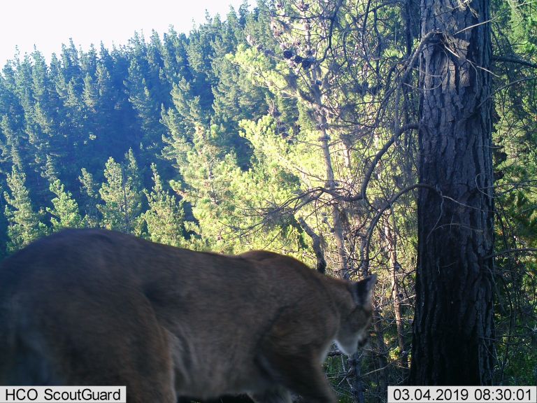 Pumas of The Chilean Forests